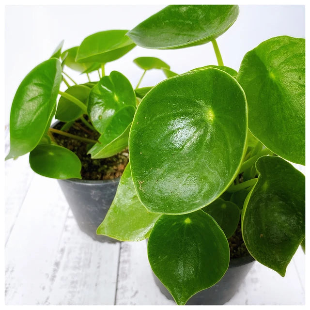 Peperomia Polybotrya – La Cazaplantas